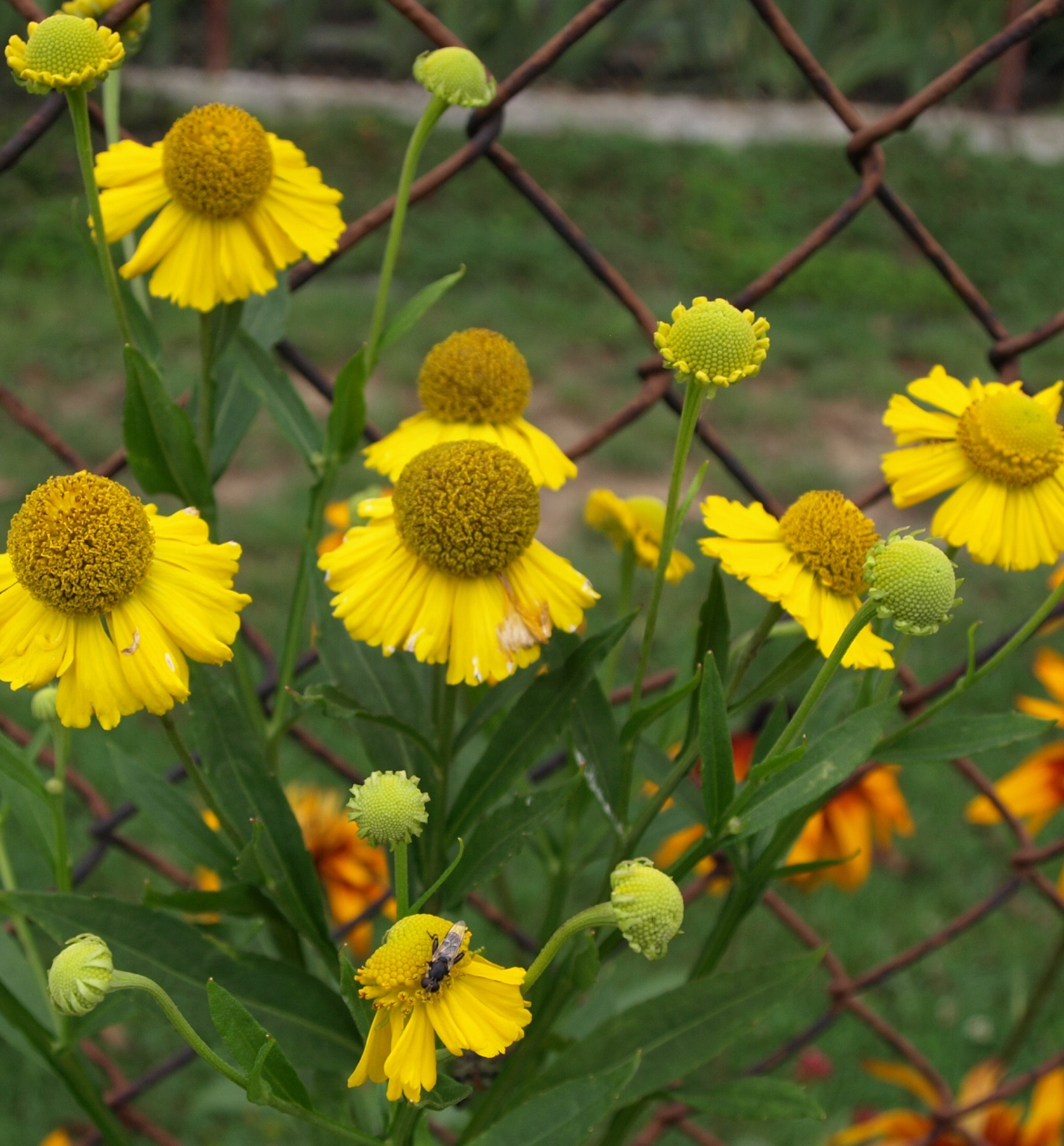 HELENIUM AUTUMNALE /Dzielżan jesienny kwiat żółty - 7470423501 ...