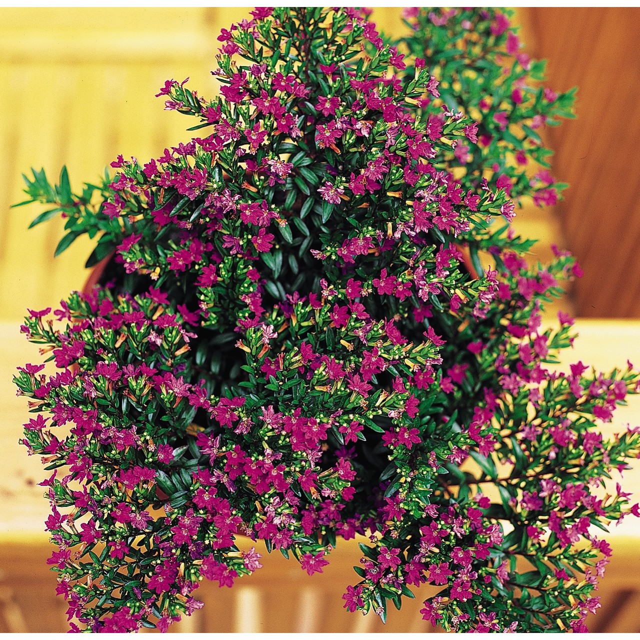 Kufea hyzopolistna Cuphea Lilac - 7085644036 - oficjalne archiwum allegro