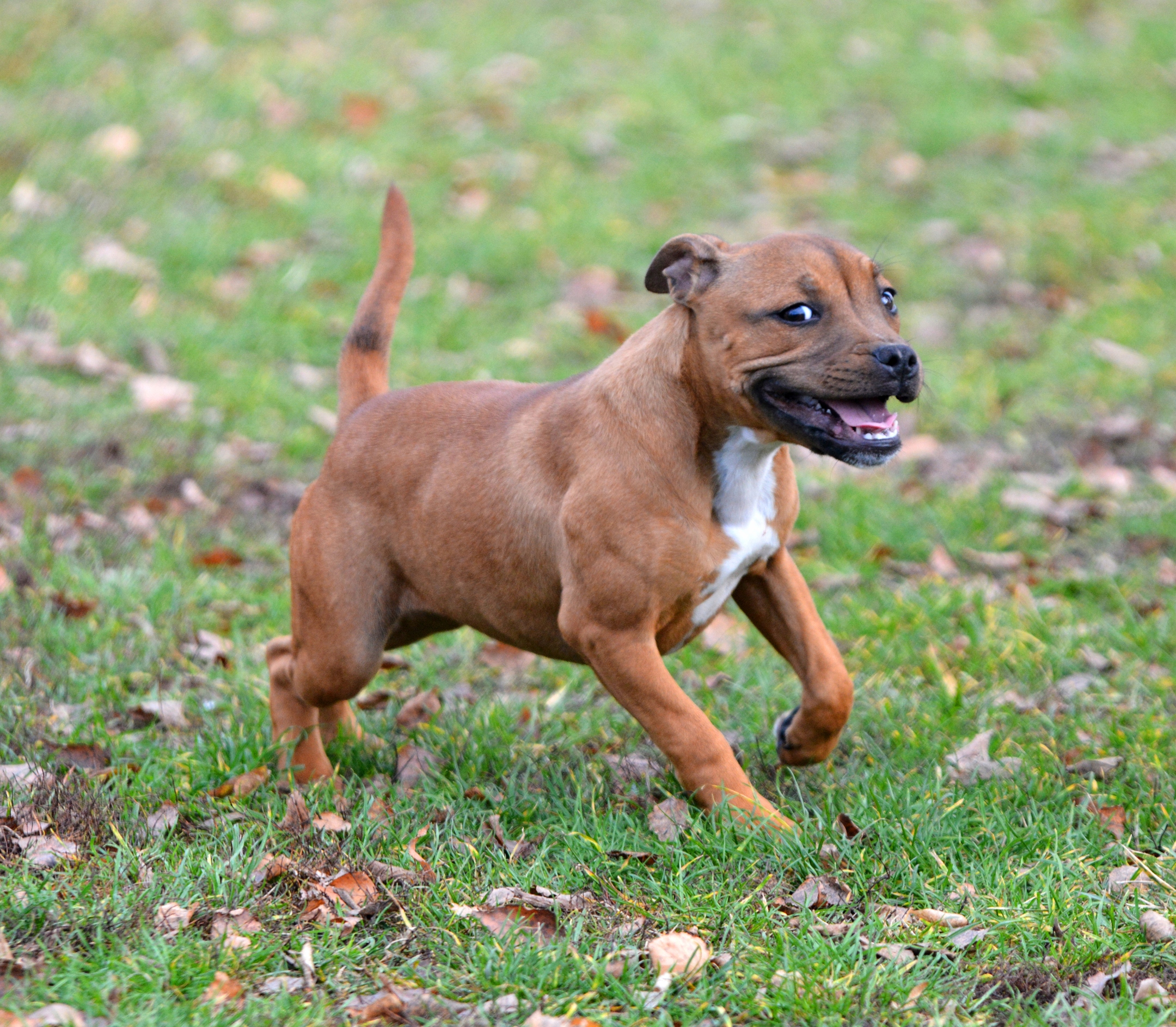 Staffordshire bull terrier, staffik, ZKwP/ FCI - 7512055651 - oficjalne ...