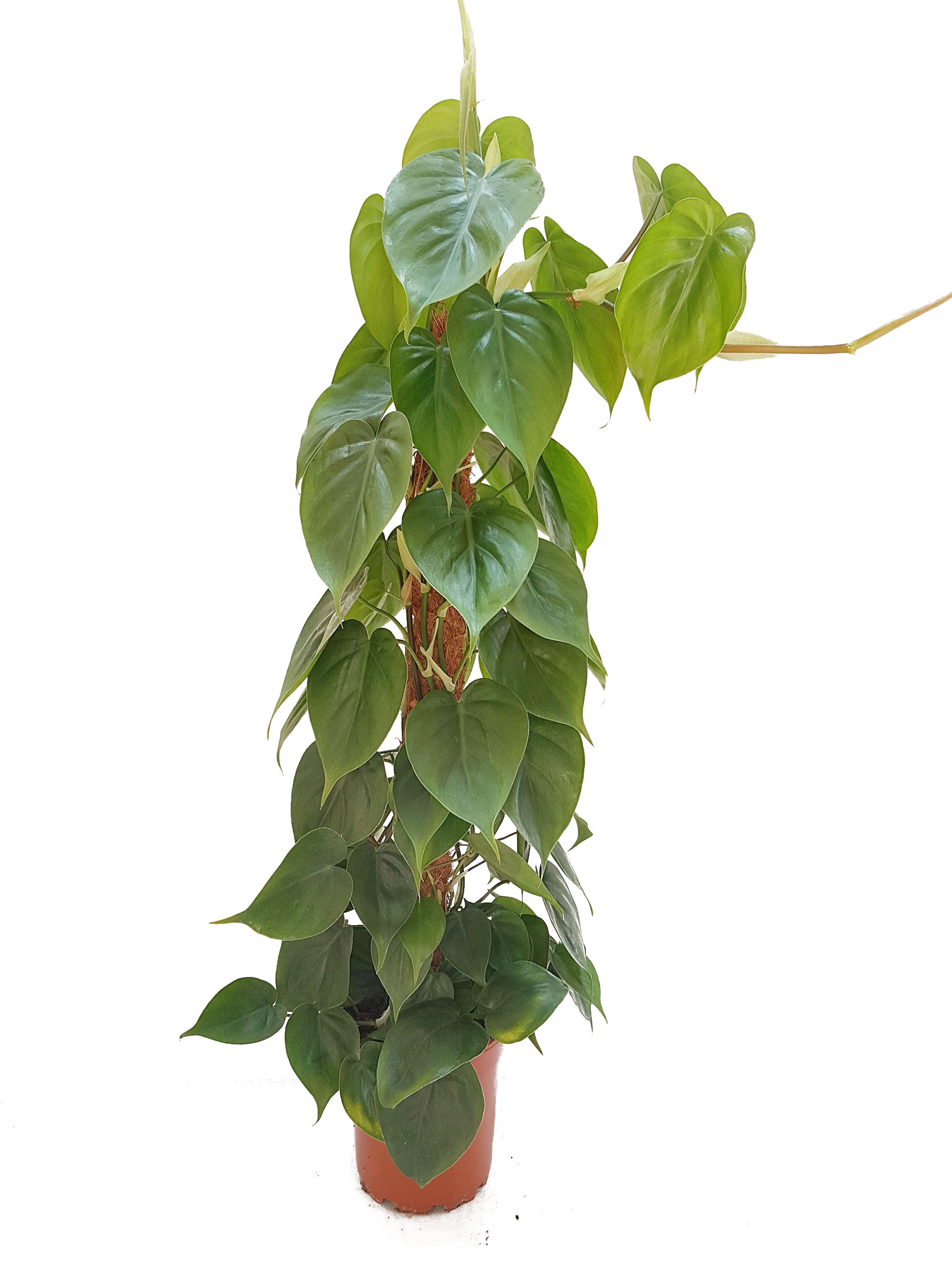 FILODENDRON (Philodendron) SCANDENS 90 cm - 7367232515 - oficjalne ...
