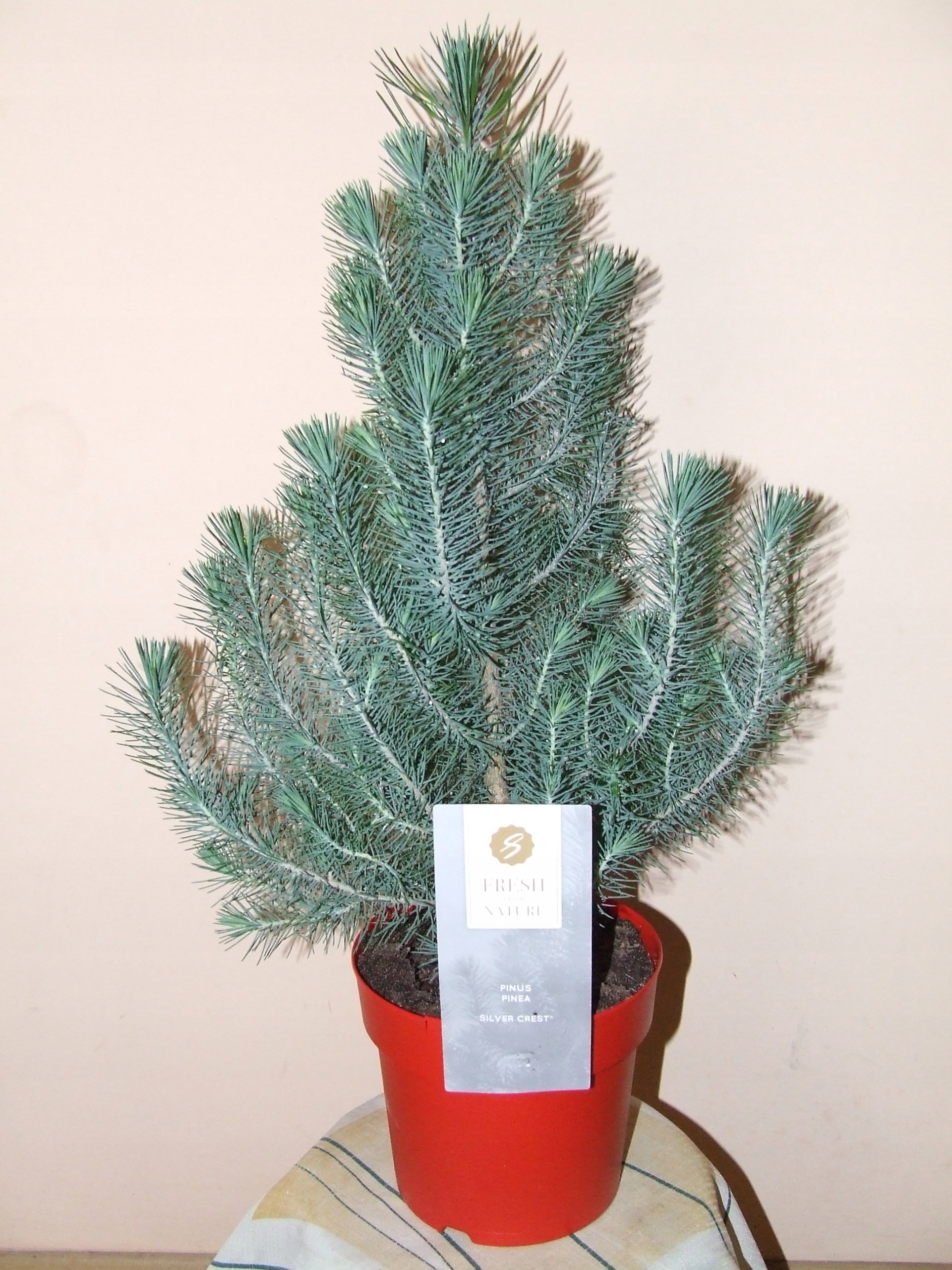 PINIA PINUS PINEA SILVER CREST - 7649241457 - oficjalne archiwum allegro