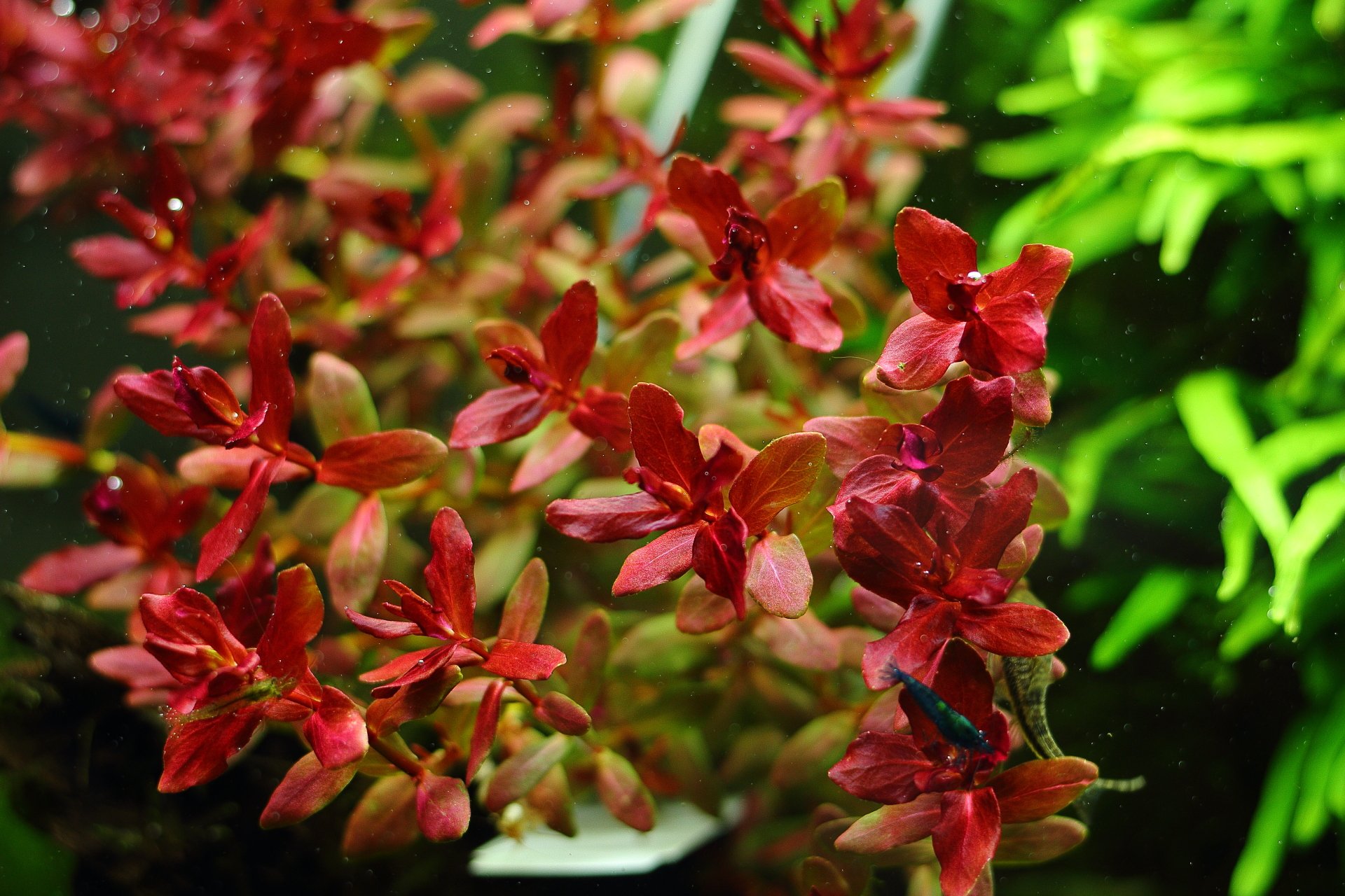 Rotala Mini Butterfly