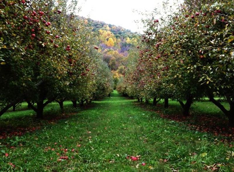 Jabłoń RUBINSTAR aromatyczne duże owoce PRODUCENT - 6947346561 ...