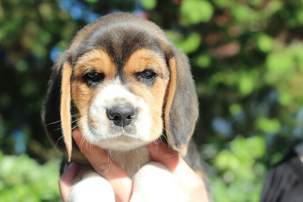 Szczeniaki Beagle Tri Color rodowód - 7459815586 - oficjalne archiwum ...