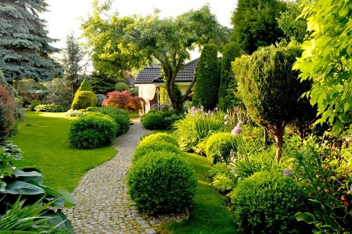 Mahoń mahonia krzew zimozielony sadzonka - 7123069010 - oficjalne ...