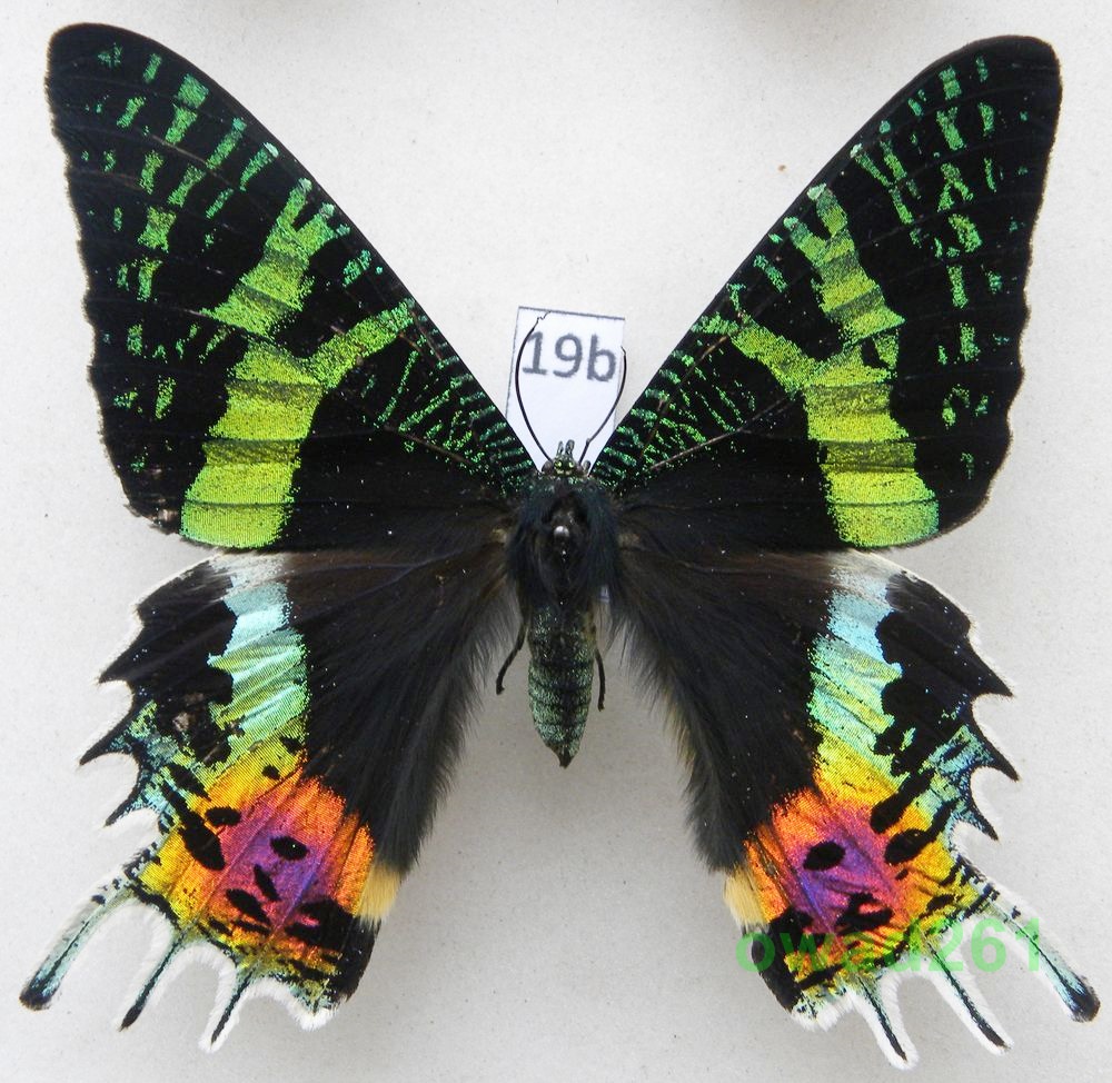 Chrysiridia rhipheus Madagaskar 86mm19b - 7007106240 - oficjalne ...