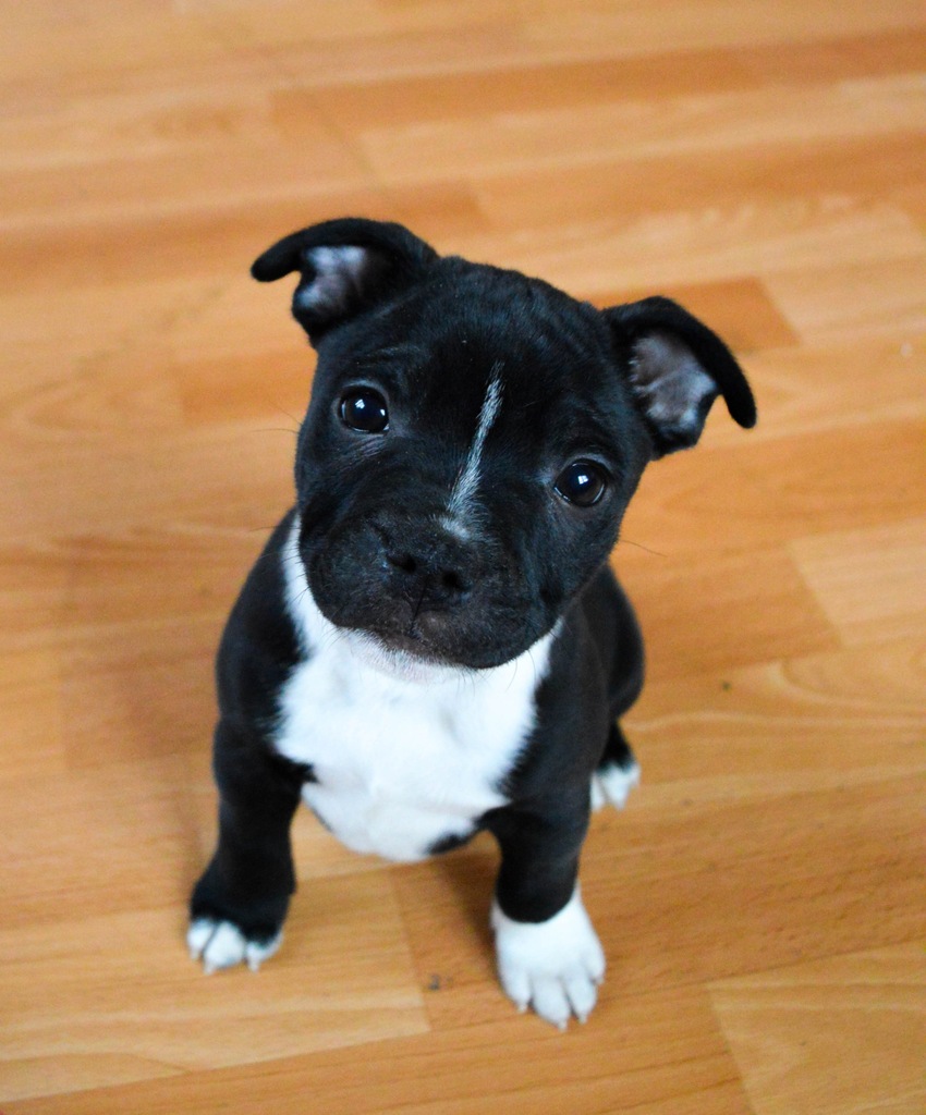 Staffordshire Bull Terrier Staffik Staff ZKwP FCI - 7082715004 ...