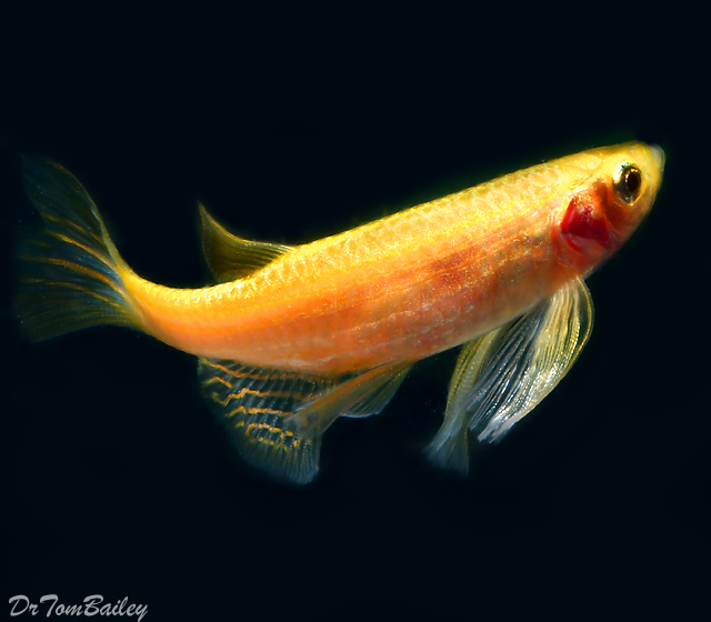 danio GOLD złote danio rerio - Adamiak-ZOO - 6815819530 - oficjalne ...