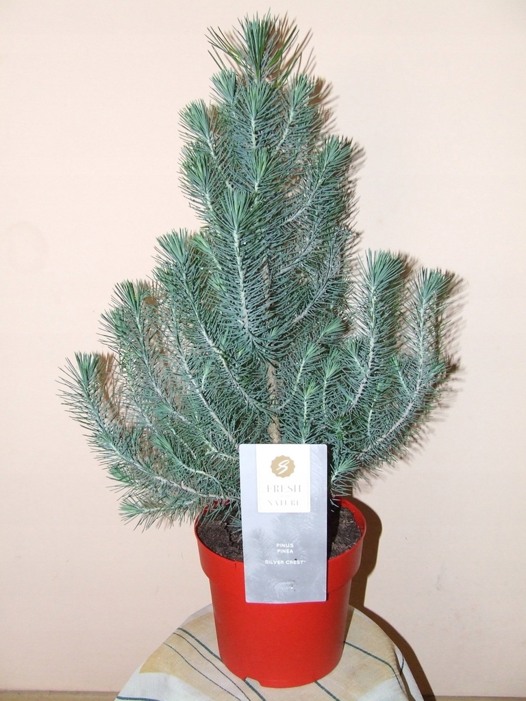PINIA PINUS PINEA SILVER CREST - 7649241457 - oficjalne archiwum Allegro