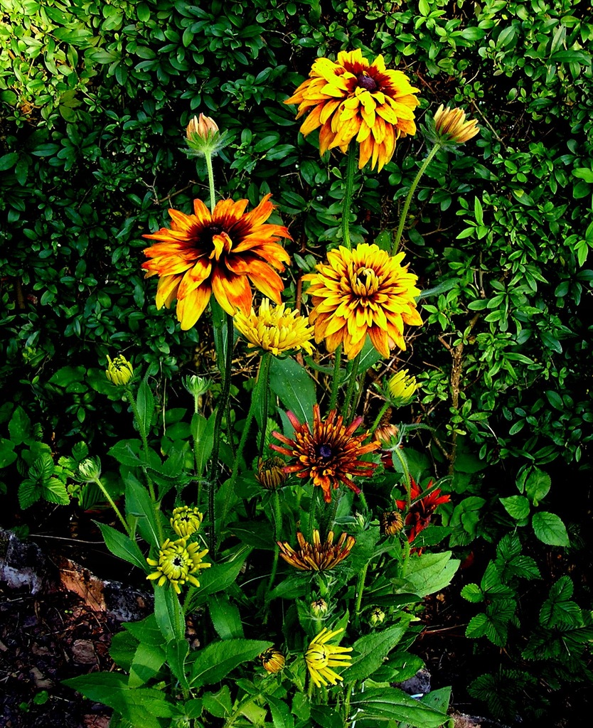 Rudbekia "Cherokee Sunset" - WIELOLETNIA - 7441414241 - oficjalne ...